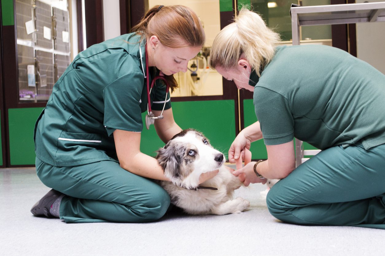 5 Signs Your Dog is Having An Emergency in Pasadena, TX | Spencer ...
